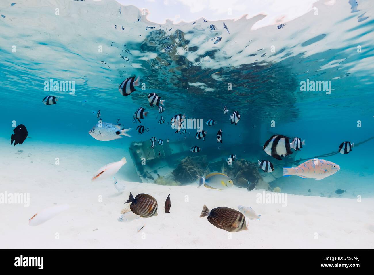 Tropical blue ocean with wreck on sandy bottom and school of fish ...