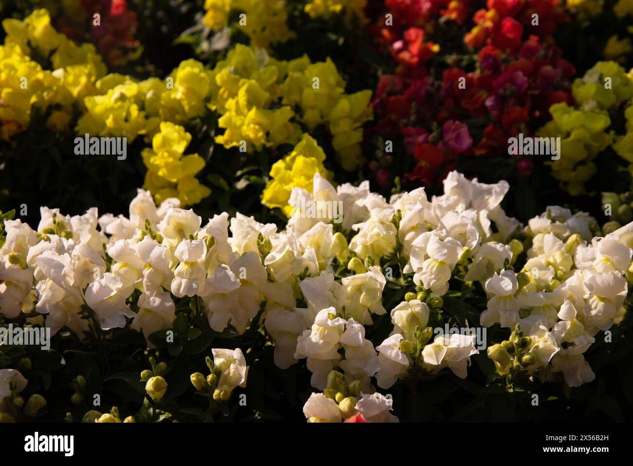 Different colors of Antirrinum flowers. Snapdragon. Baku. Azerbaijan ...