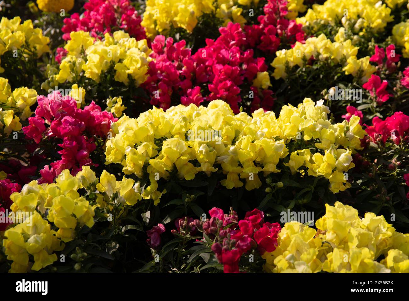Different colors of Antirrinum flowers. Snapdragon. Baku. Azerbaijan ...