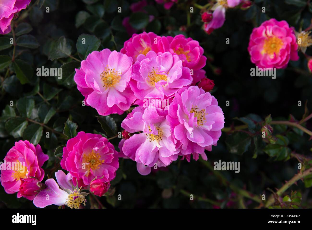 Beautiful bud pink tea rose hi-res stock photography and images - Alamy