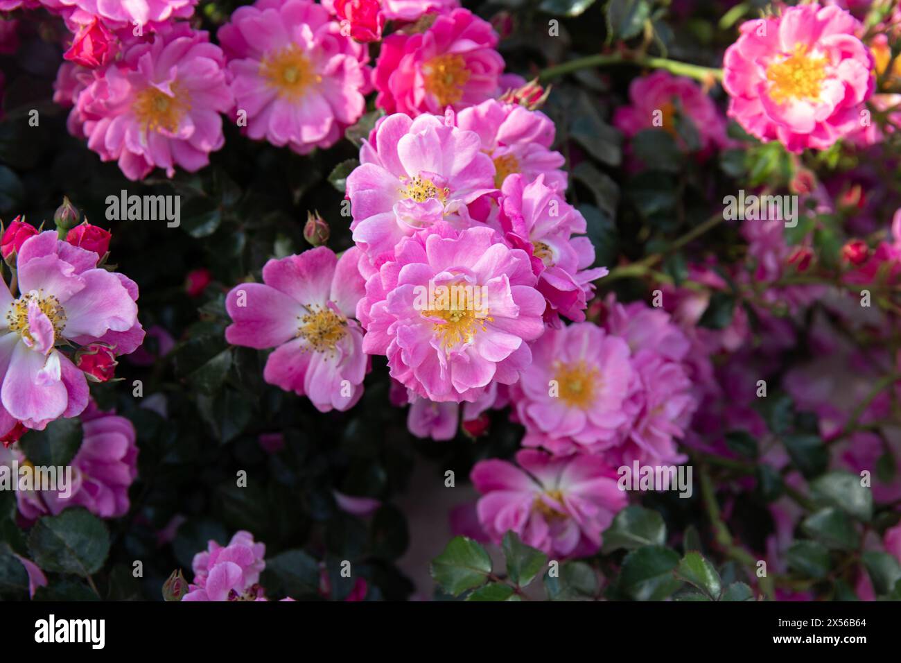 Beautiful and prickly flower hi-res stock photography and images - Alamy