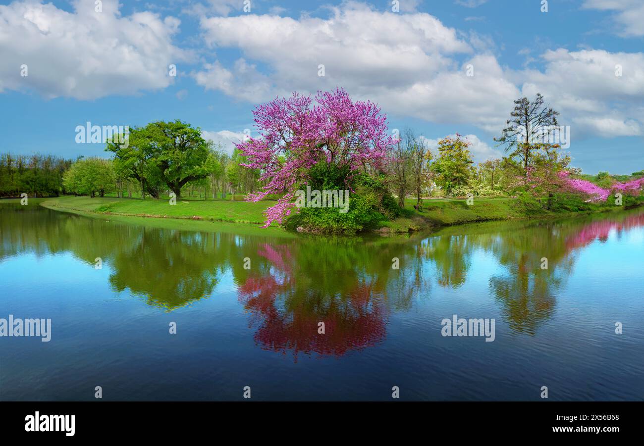 Large flowering cherry blossom tree hi-res stock photography and images ...