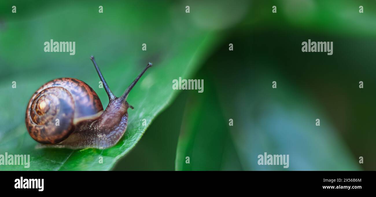 Banner with snail in beautiful spiral shell on green leaf. copy space ...