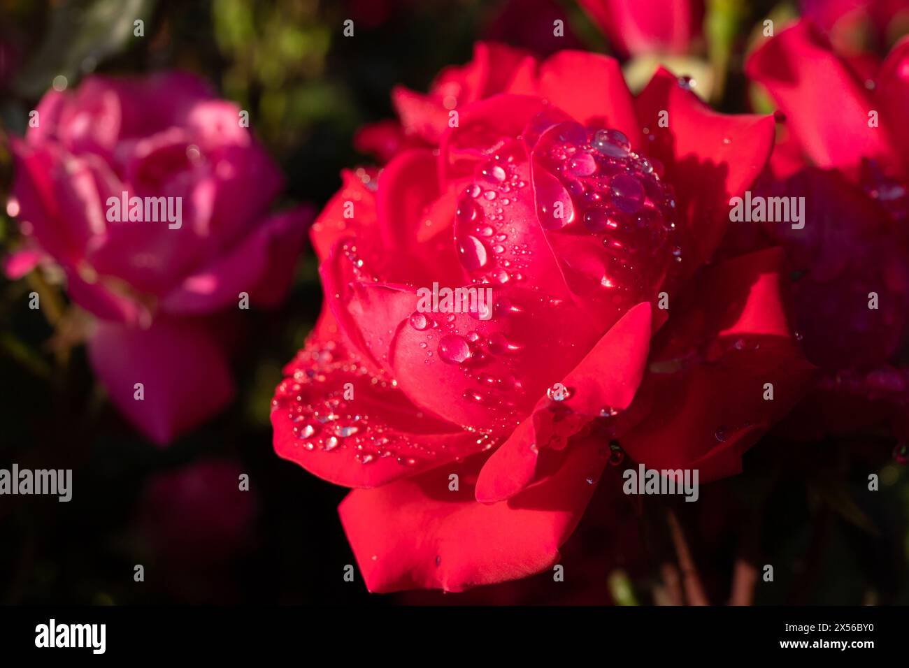 Beautiful red roses in raindrops Stock Photo - Alamy