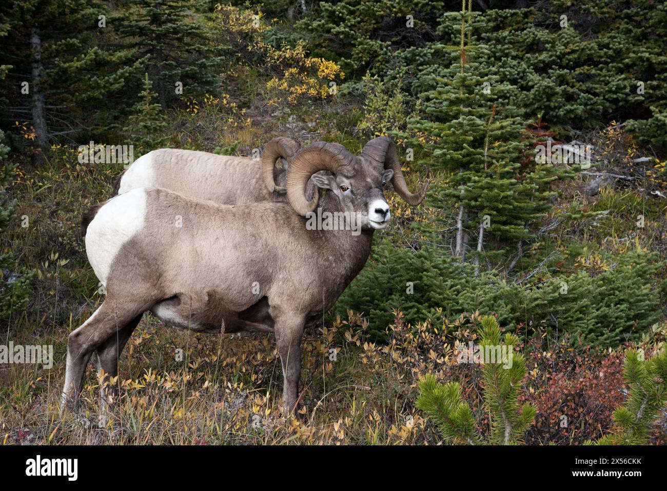bighorn sheep just aside Wilcox trail in Jasper national park in the ...