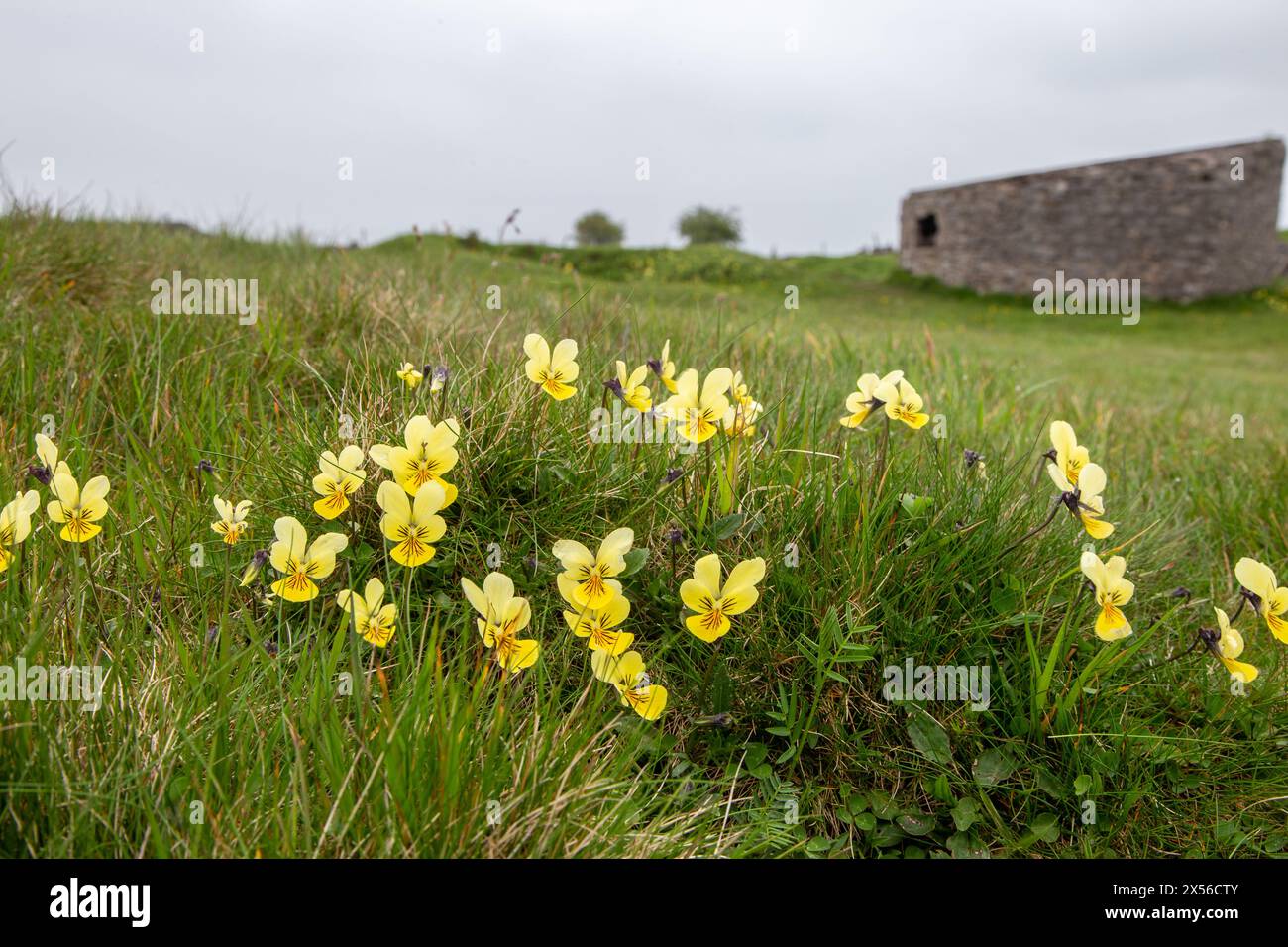 A wild mountain pansy flower (viola lutea) growing near Sheldon in the ...