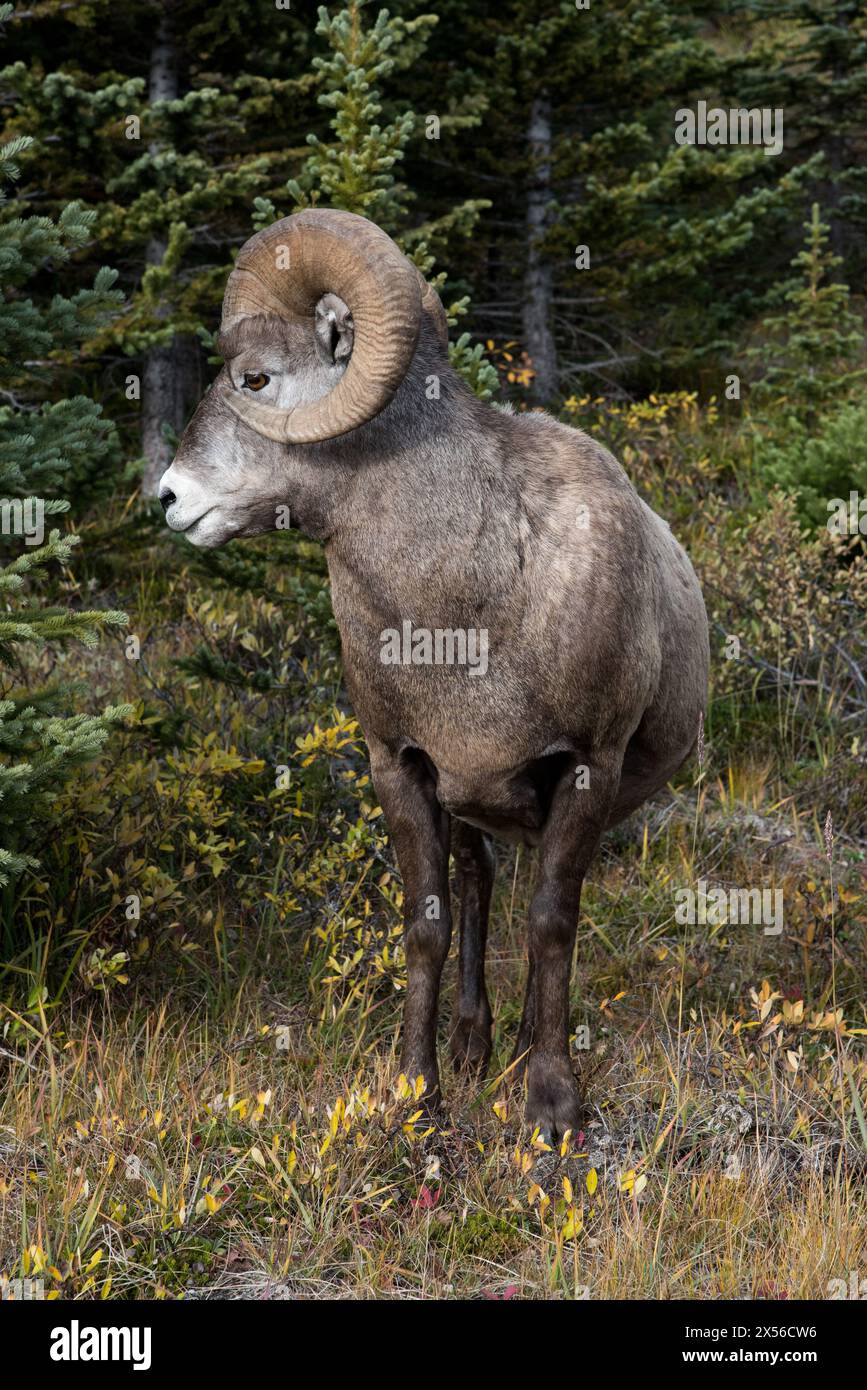bighorn sheep just aside Wilcox trail in Jasper national park in the ...
