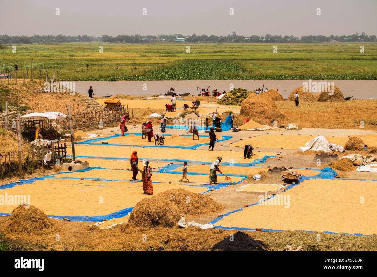 Rural pepoles worker drying rice on field,Farmers dry rice paddy in ...