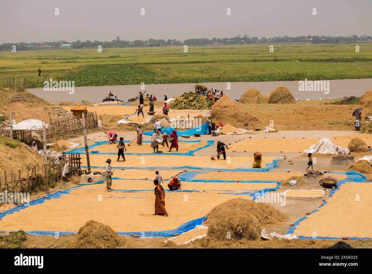 Rural pepoles worker drying rice on field,Farmers dry rice paddy in ...