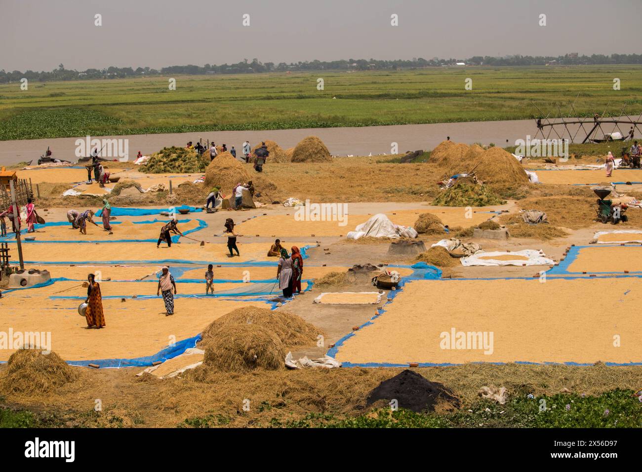 Rural pepoles worker drying rice on field,Farmers dry rice paddy in ...