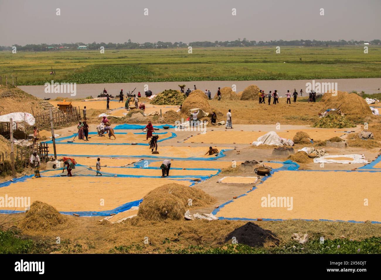 Rural pepoles worker drying rice on field,Farmers dry rice paddy in ...