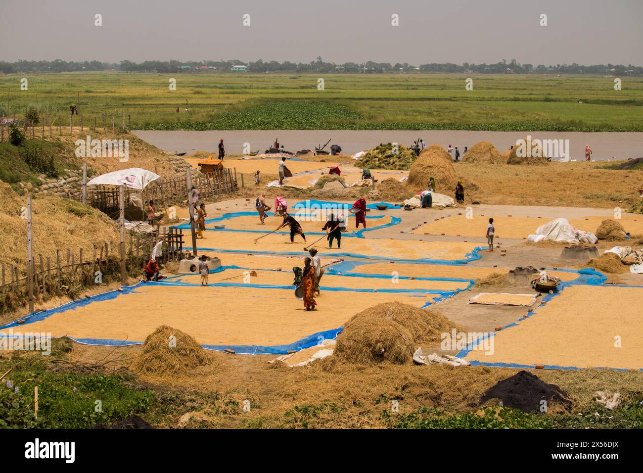 Rural pepoles worker drying rice on field,Farmers dry rice paddy in ...