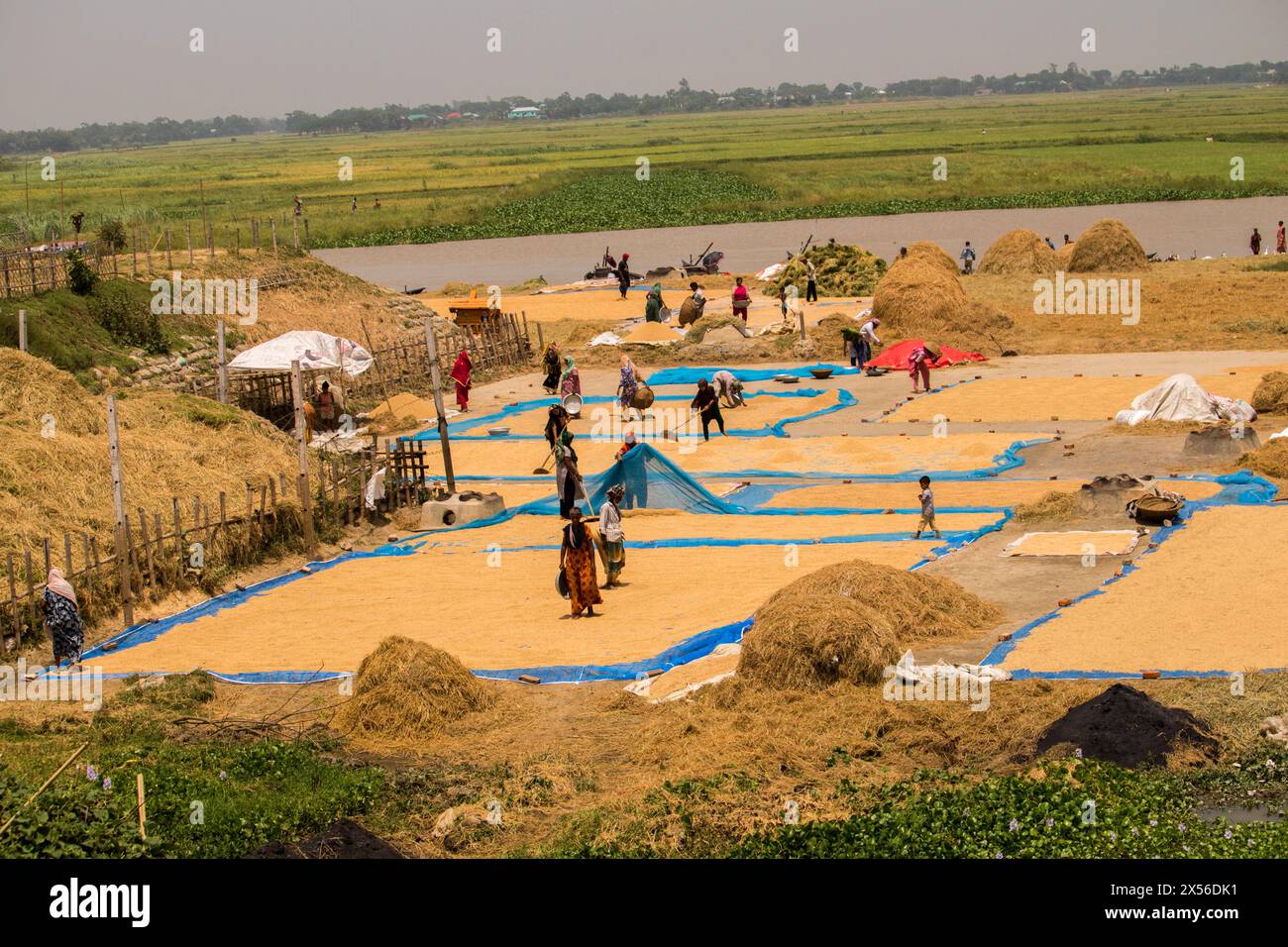 Rural pepoles worker drying rice on field,Farmers dry rice paddy in ...