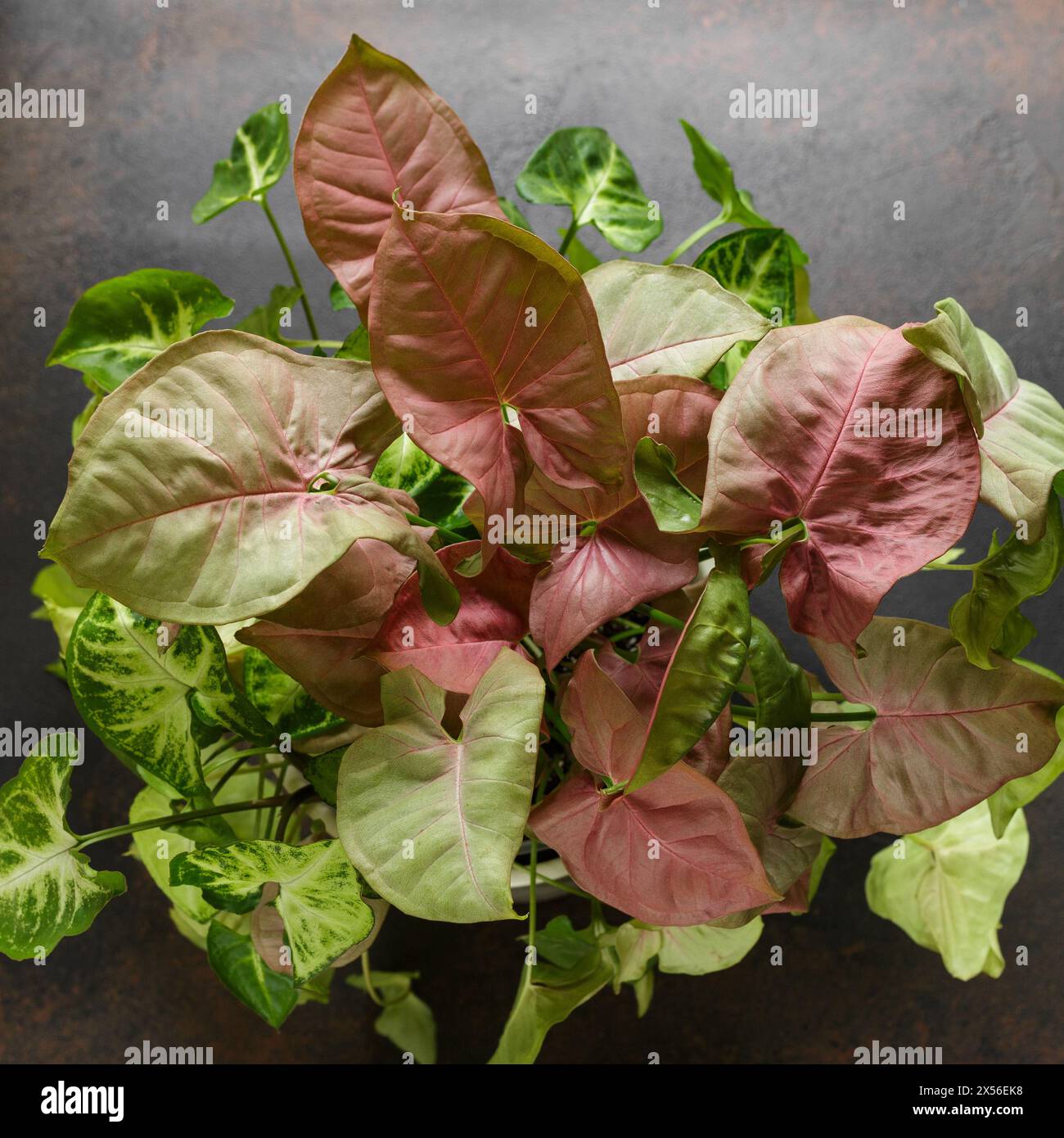 Syngonium Podophyllum Red Heart Plant with Pink Heart-Shaped Leaves ...