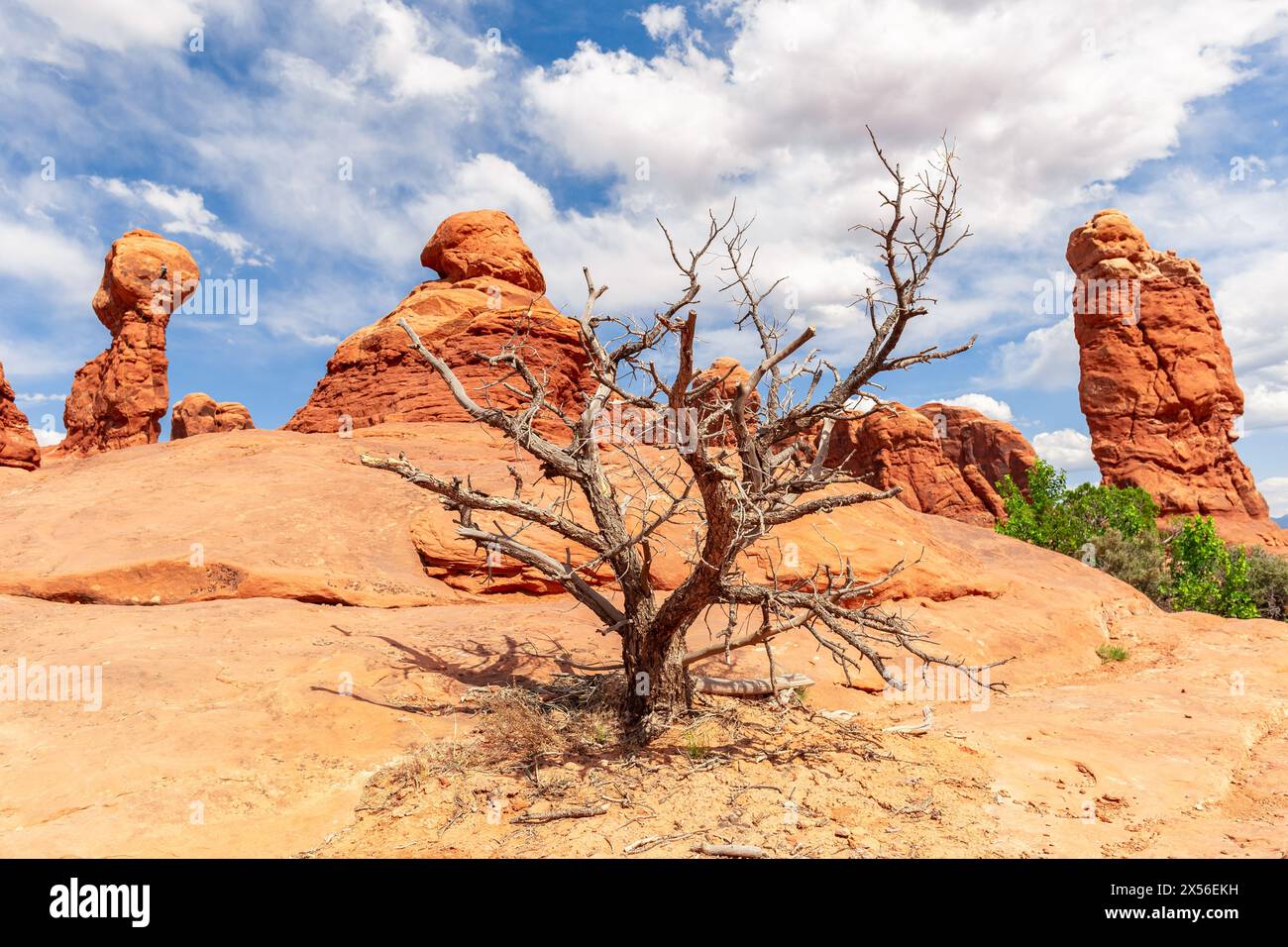 Dry Tree and Red Stones Landscape in Arches National Park in Utah, USA ...