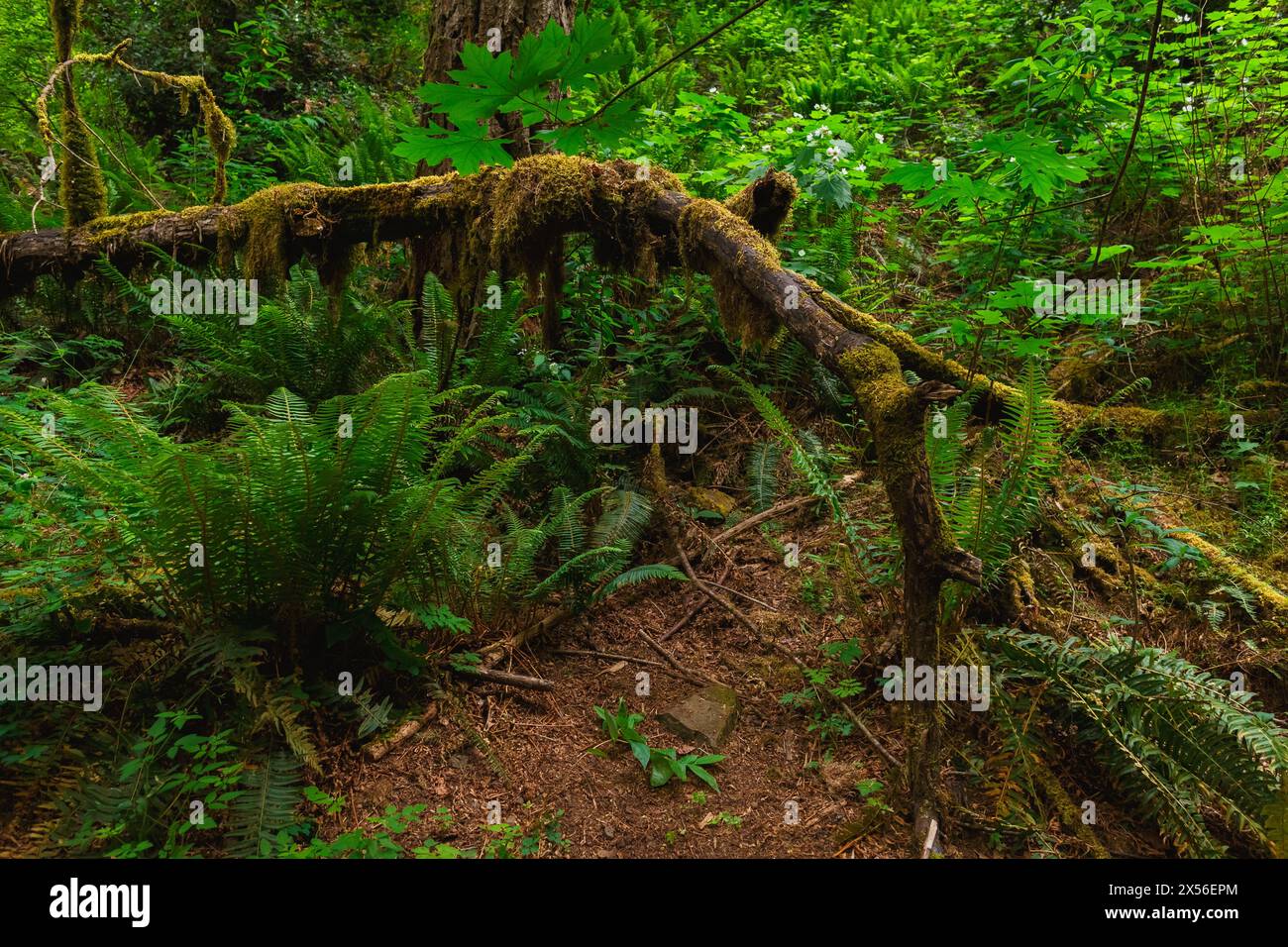 Mystical Forest with Moss-covered Trees in the Pacific Northwest ...