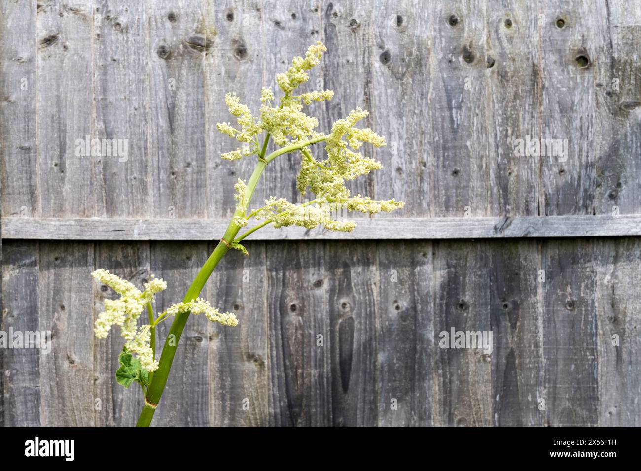 A plant of rhubarb 'Victoria', Rheum × hybridum, that has been allowed ...