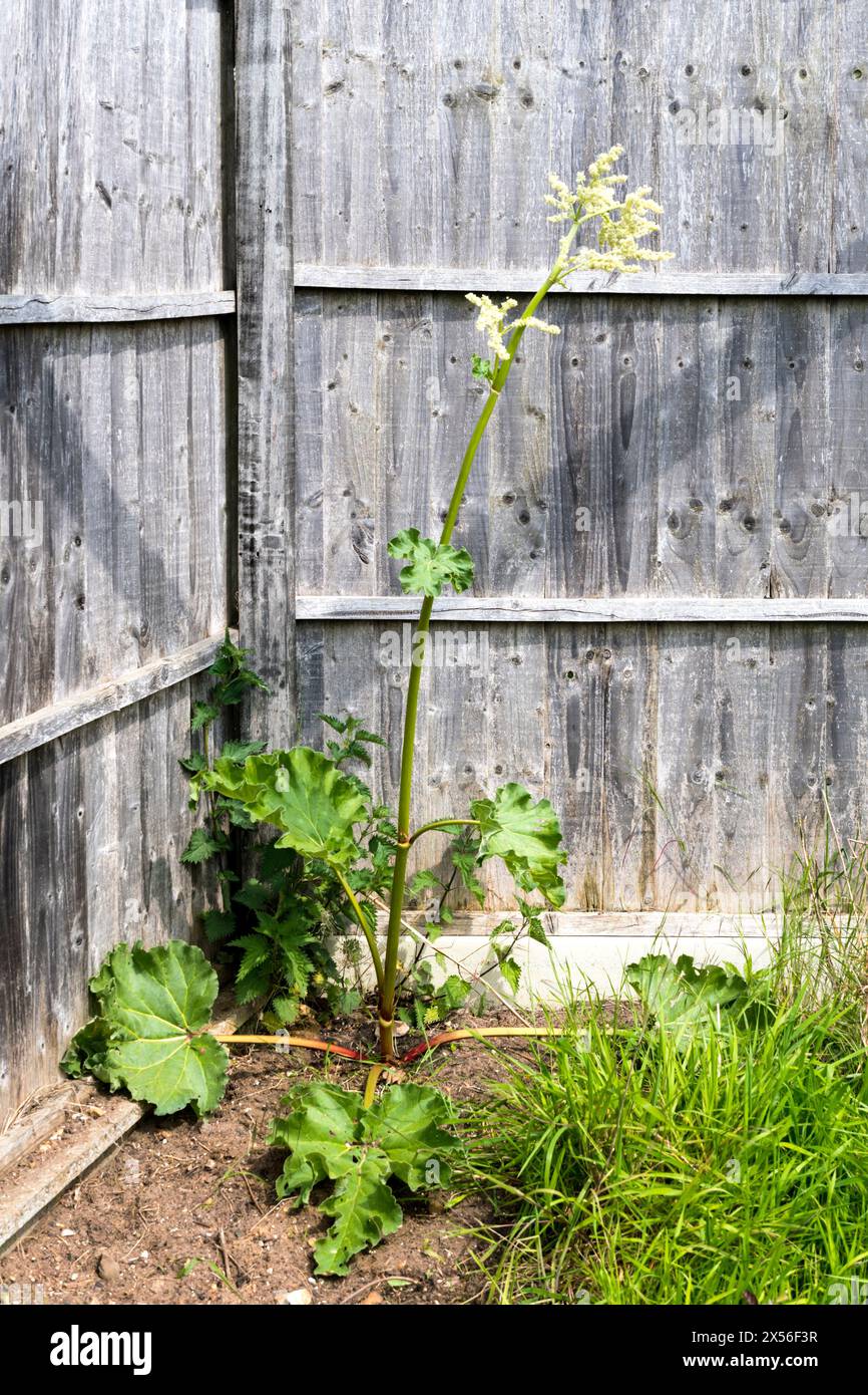 A plant of rhubarb 'Victoria', Rheum × hybridum, that has been allowed ...
