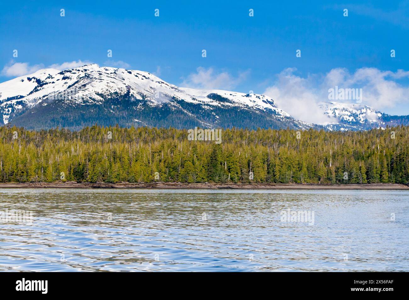Snow-capped mountains and evergreen forest along the Carroll Inlet near ...
