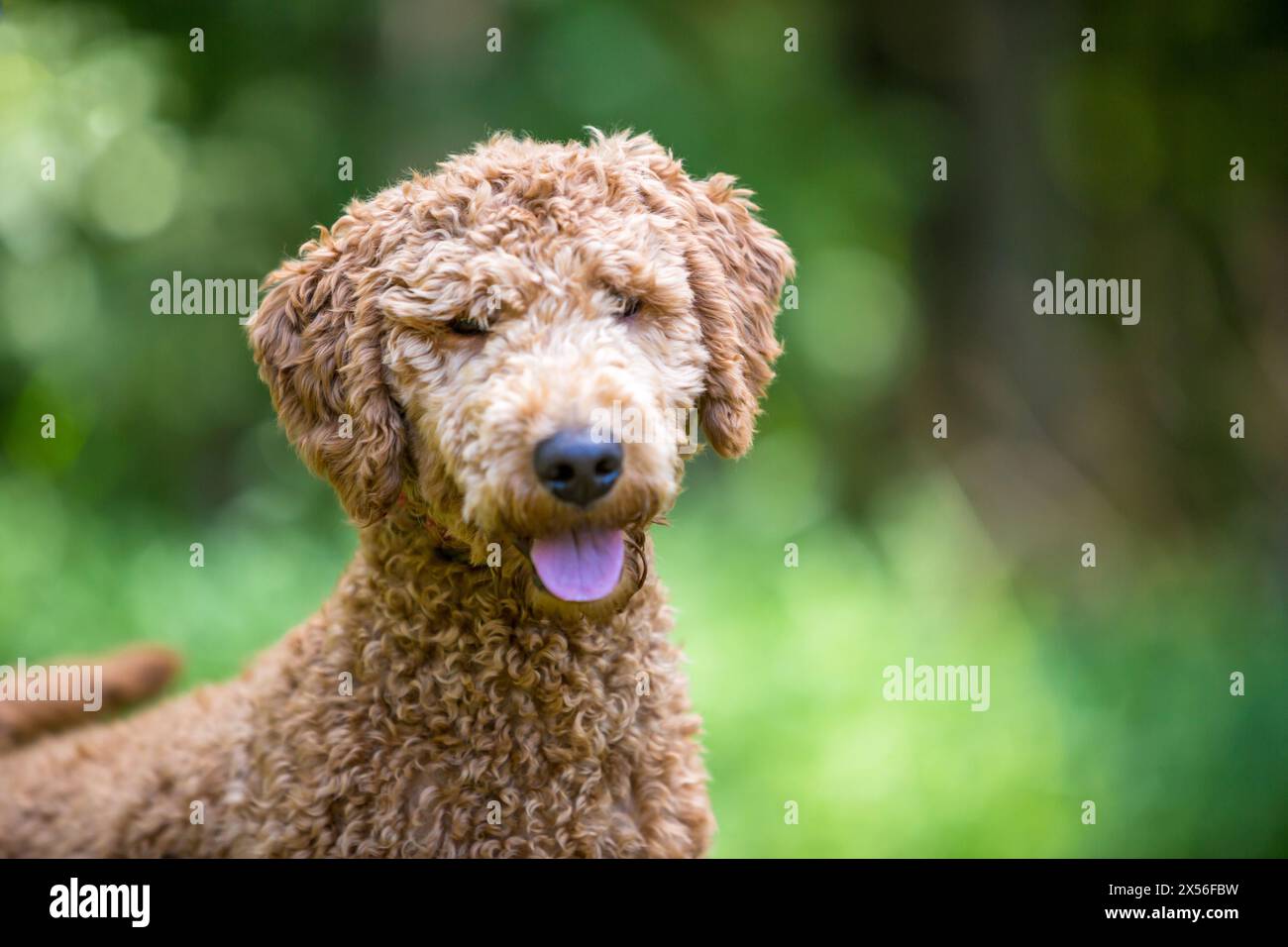 A Golden Retriever x Poodle mixed breed dog, also known as a ...