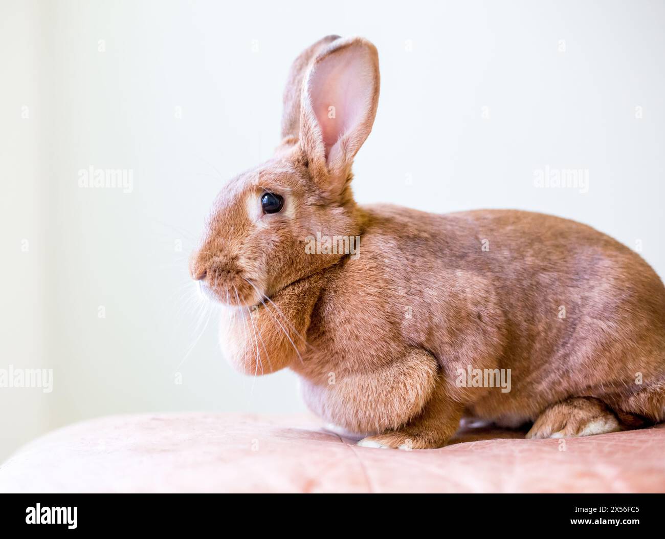 A brown female American pet rabbit with a large dewlap Stock Photo - Alamy