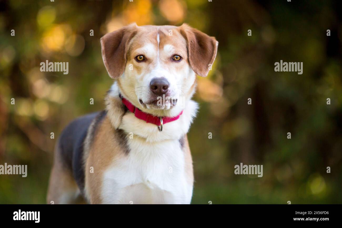 A tricolor Hound mixed breed dog wearing a red collar, looking at the ...