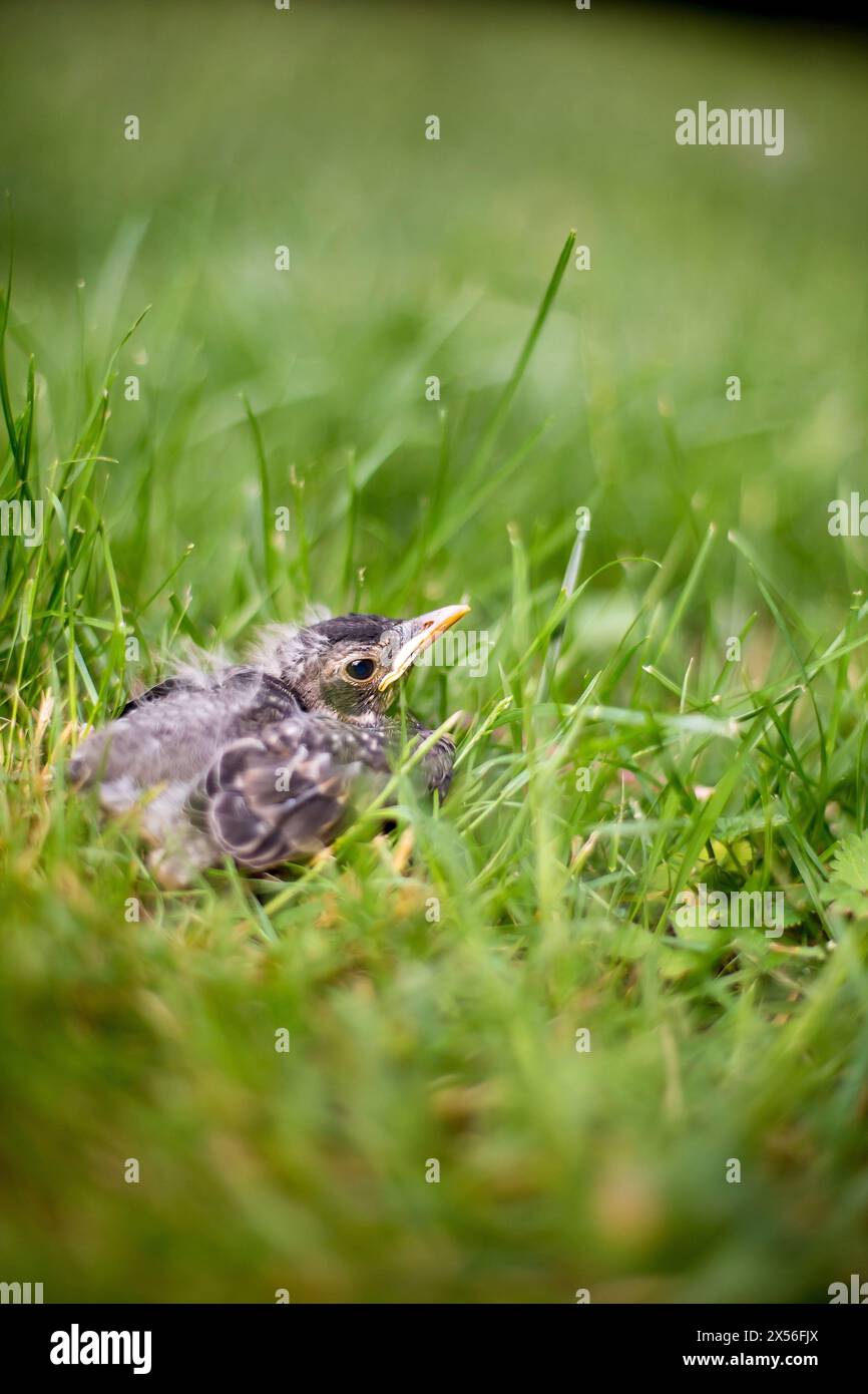 Young robin bird hi-res stock photography and images - Alamy