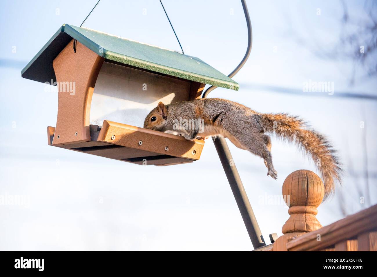 An Eastern Gray Squirrel (Sciurus carolinensis) leaping onto a hanging ...