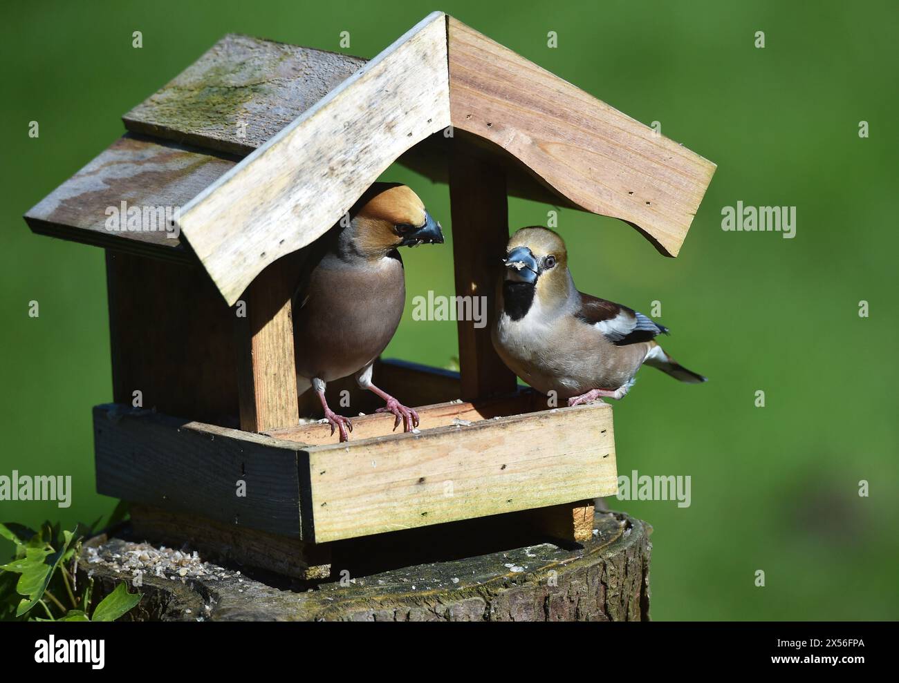 Mating Feeding Of Hawfinches Stock Photo - Alamy