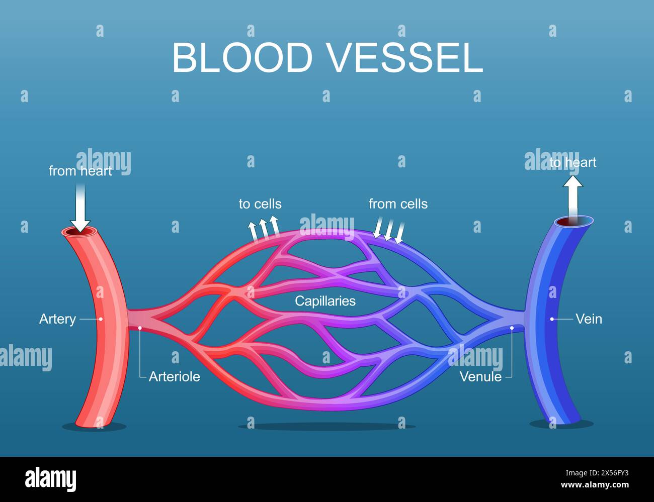 Arteries Veins And Capillaries Diagram