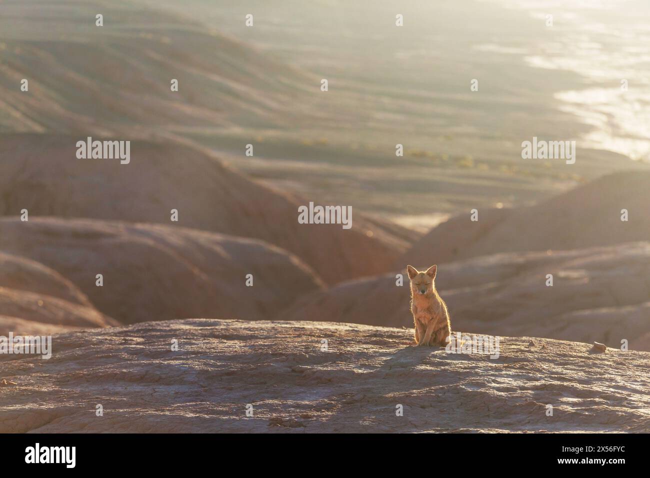 South American gray fox (Lycalopex griseus), Patagonian fox, in ...