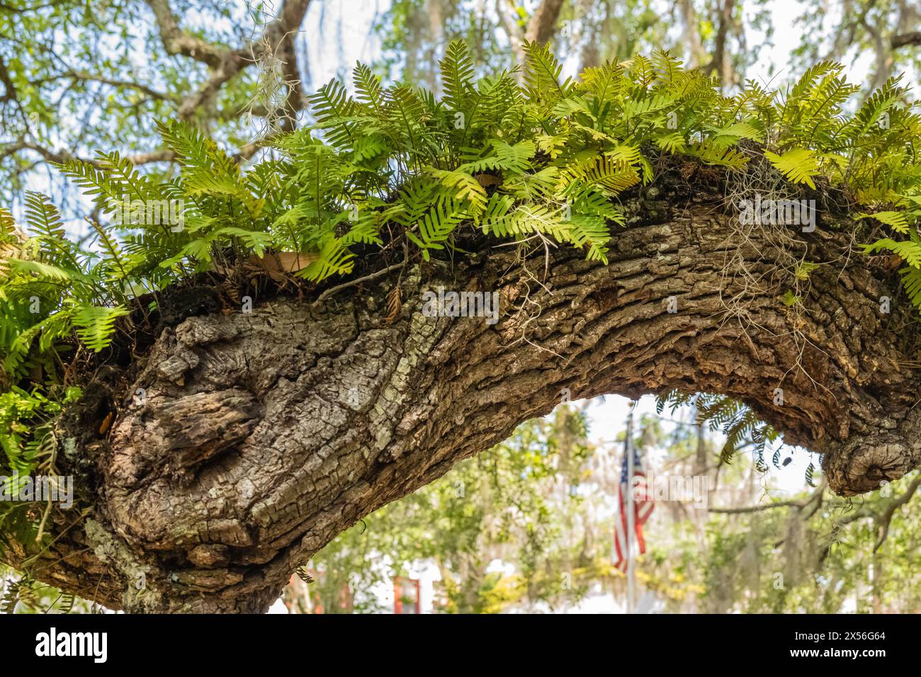 Epiphytic ferns hi-res stock photography and images - Alamy