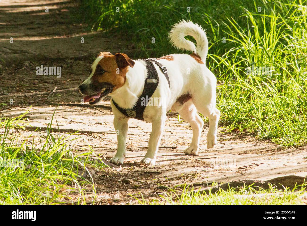 Young jack russell terrier dogs hi-res stock photography and images - Alamy