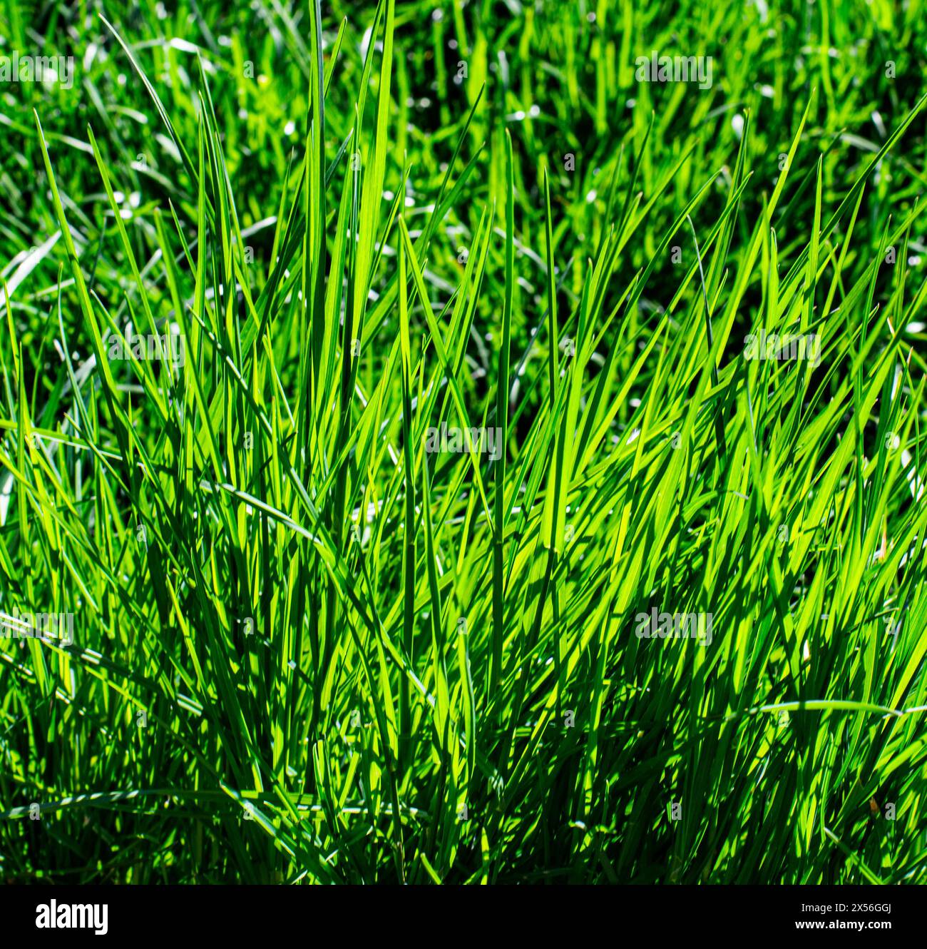 Colorful Young Green Grass against Sun closeup Outdoors Stock Photo - Alamy