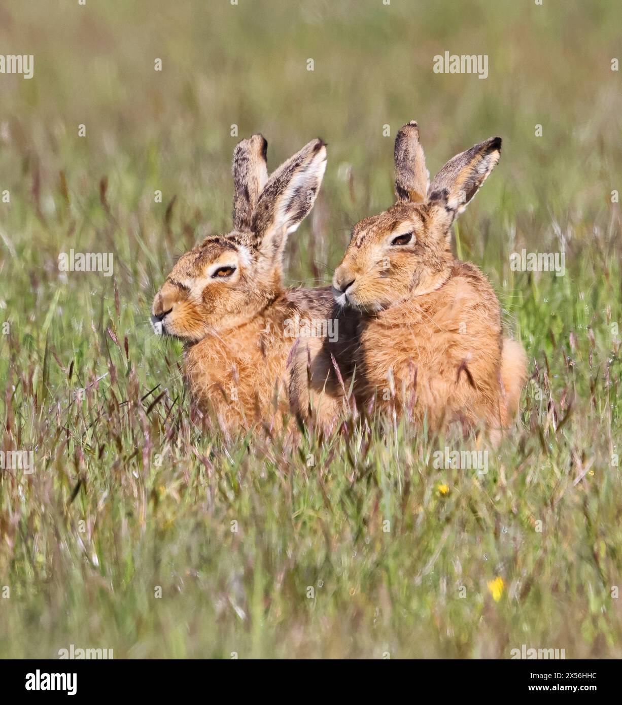 A Brown Hare (Lepus europaeus) in the Cotswold Hills Gloucestershire UK Stock Photo - Alamy
