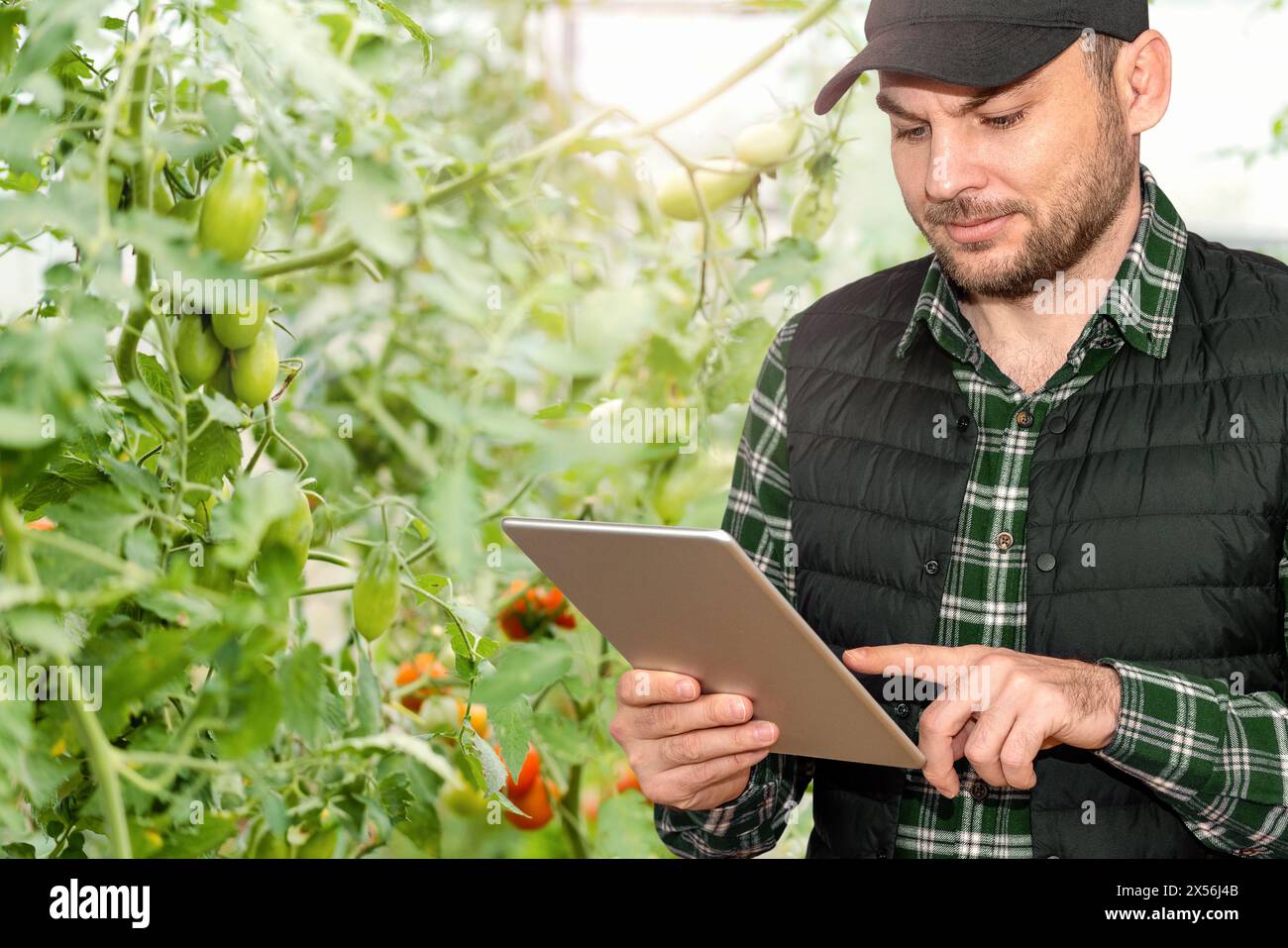 Modern agricultural farmer working in bio vegetables greenhouse using ...