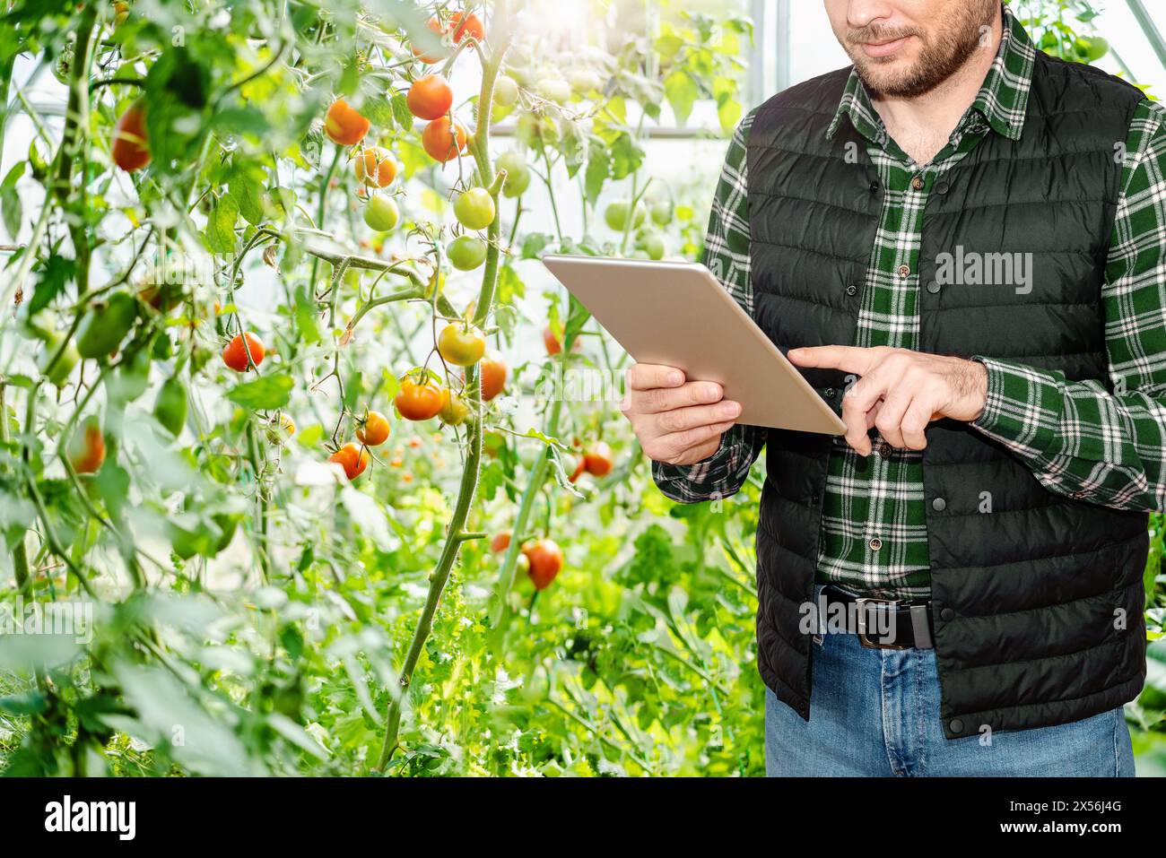 Modern agricultural farmer working in bio vegetables greenhouse using ...
