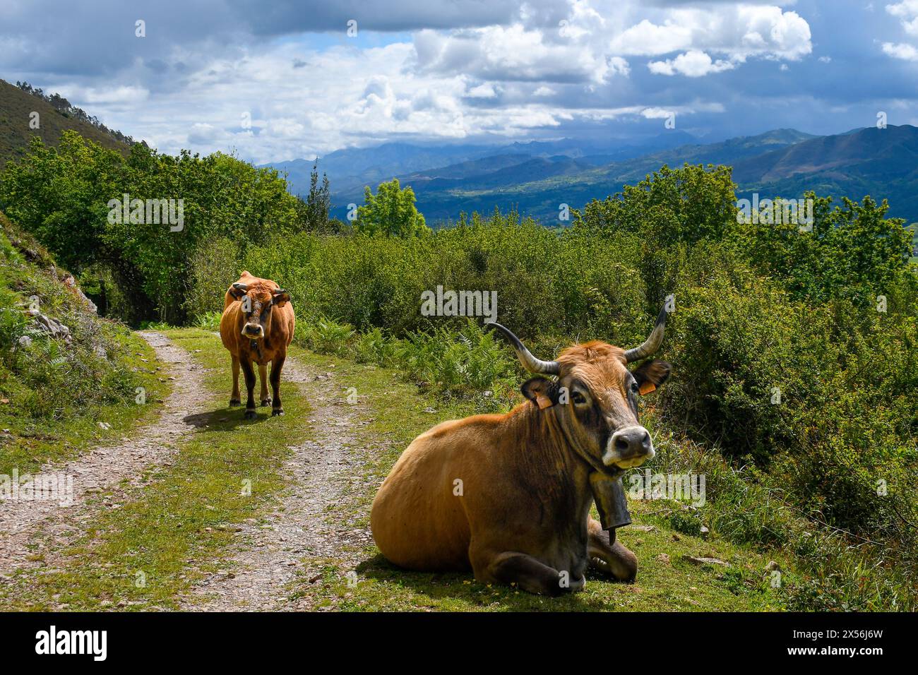 Asturian cow in the middle of mountain path Stock Photo - Alamy