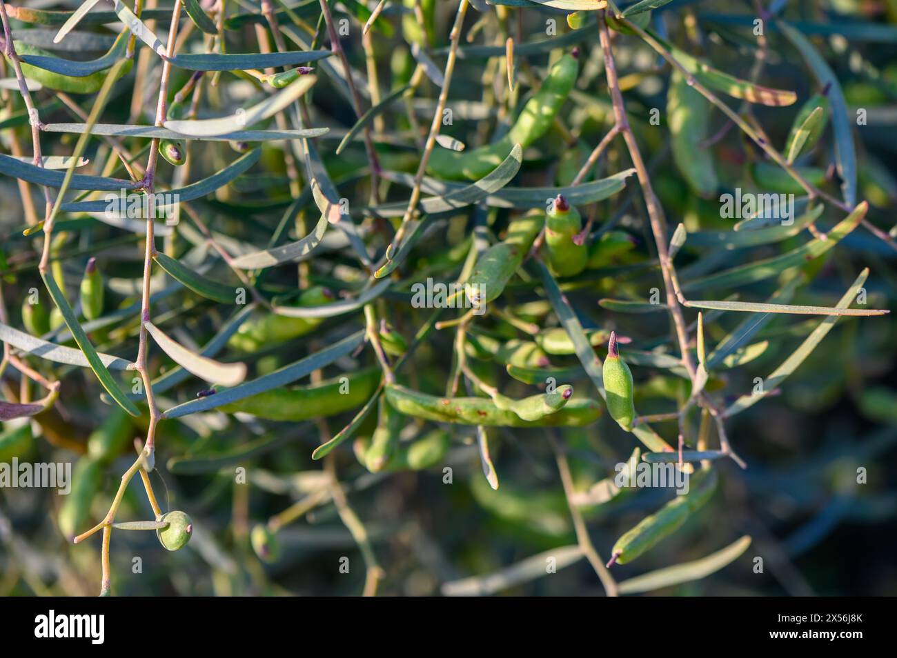 Australian native bouquet hi-res stock photography and images - Alamy