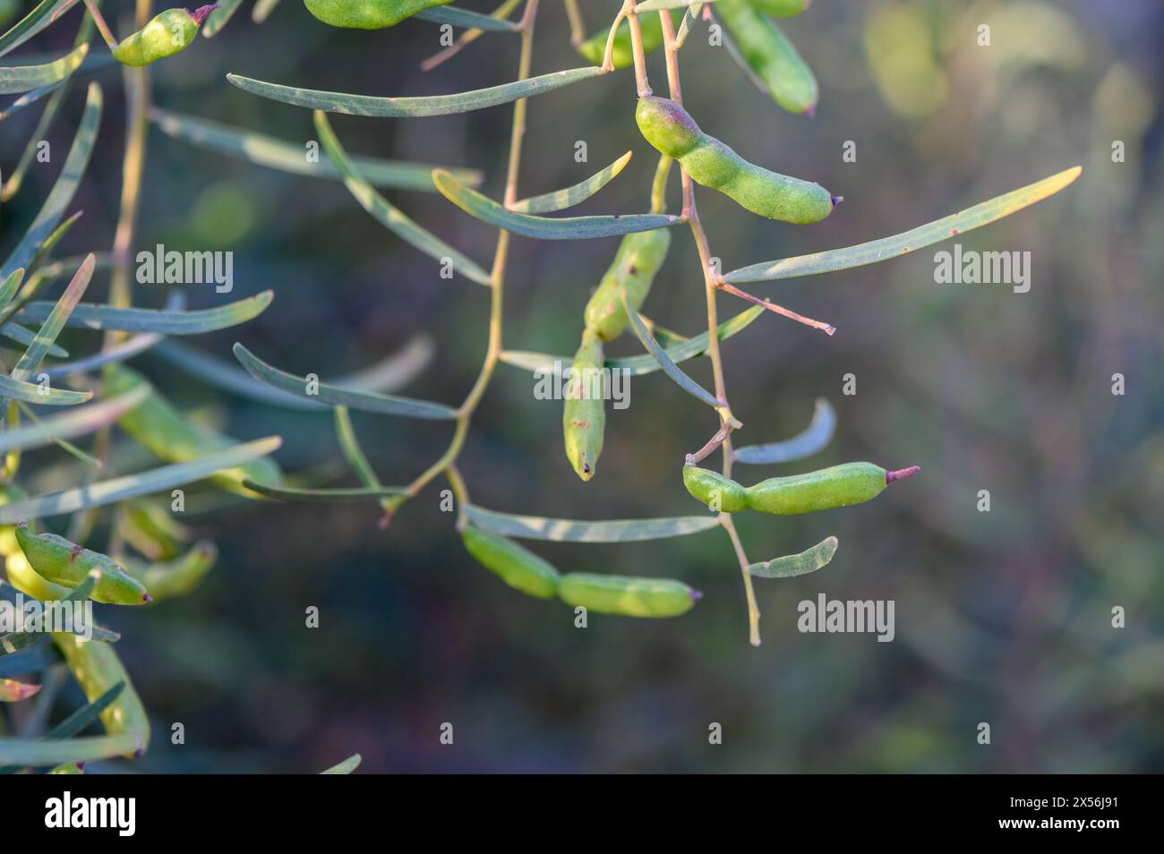 Australian native bouquet hi-res stock photography and images - Alamy
