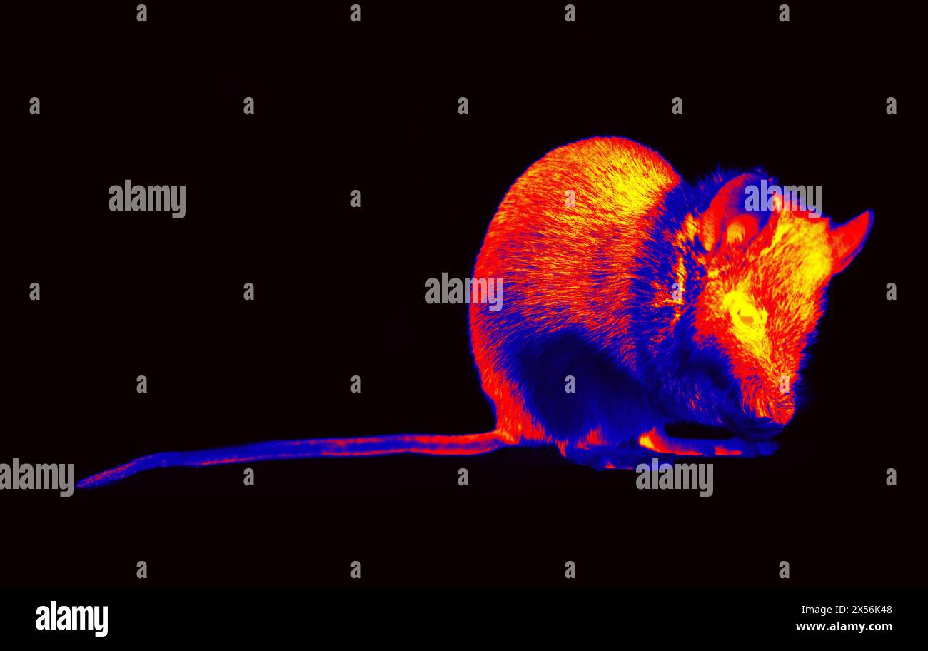Rodentia, mouse and vole close-up. Illustration of thermal image wood ...