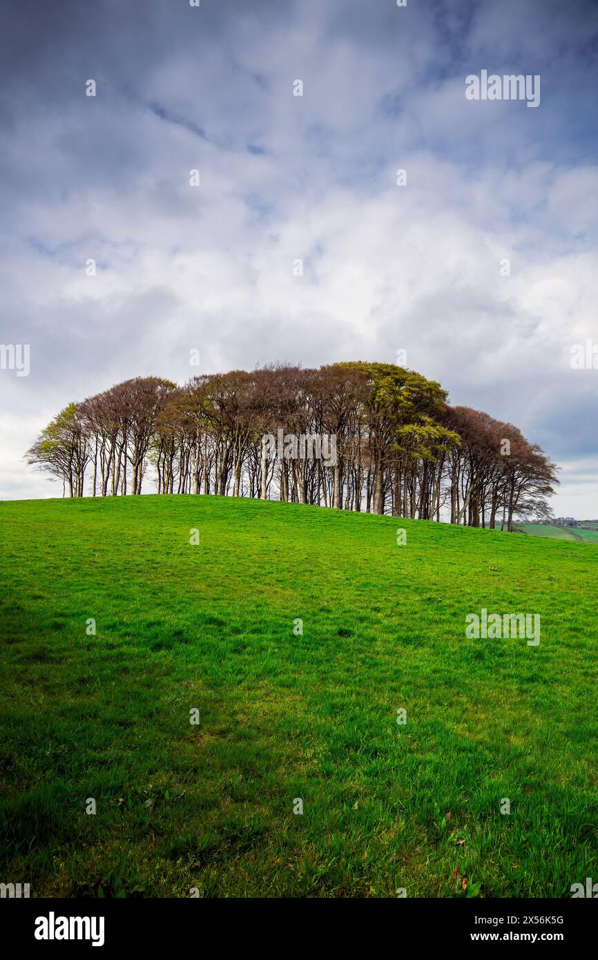 The so-called Nearly Home Trees near the border between Devon and ...