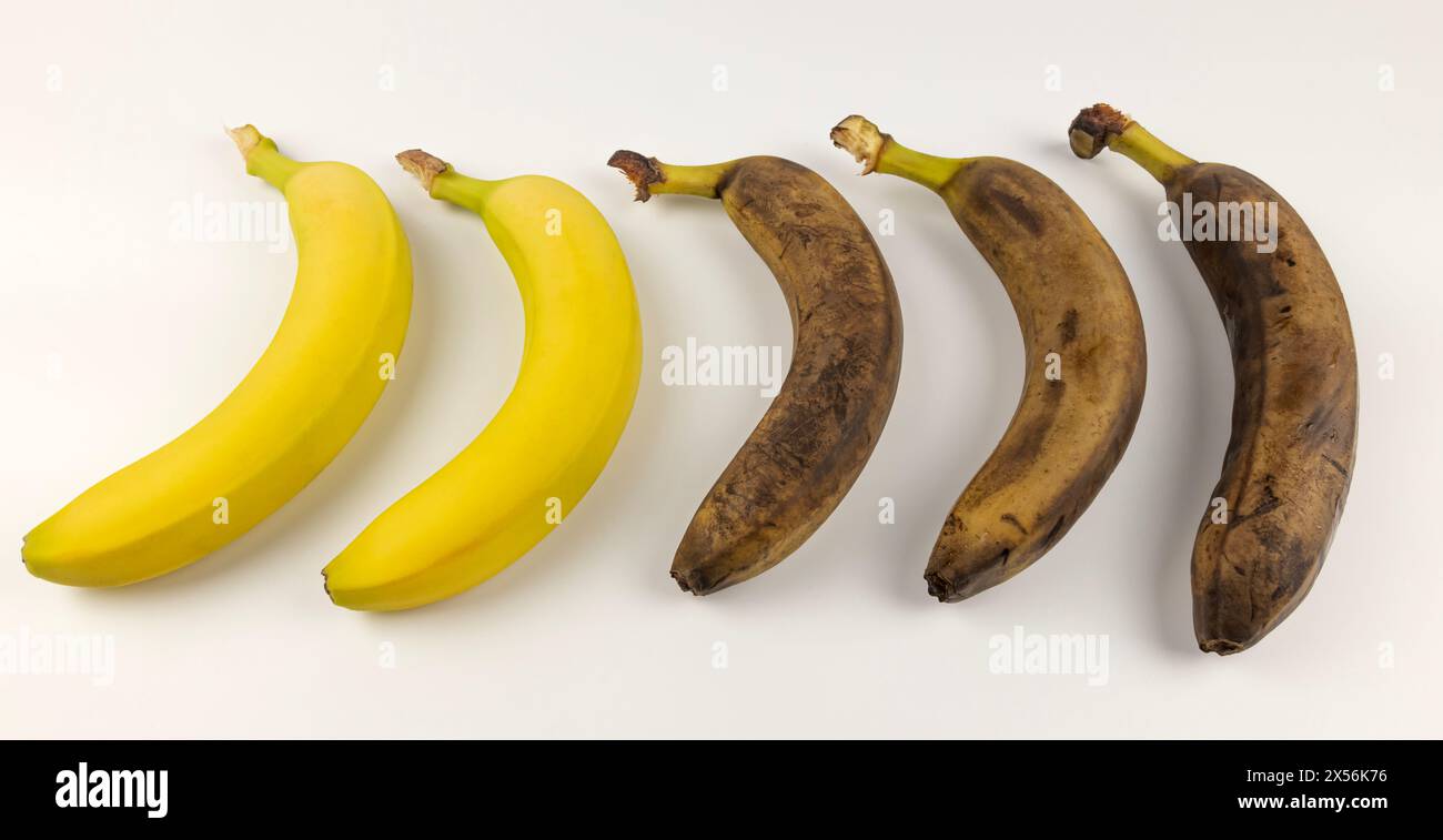 Bananas in the process of ripening, from yellow to brown. The concept ...