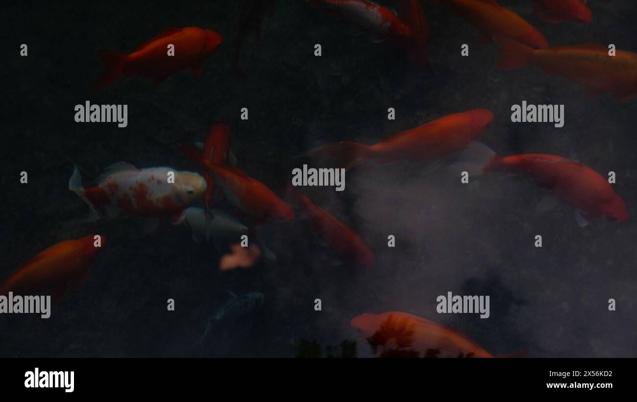 Orange fish with black spots hi-res stock photography and images - Alamy