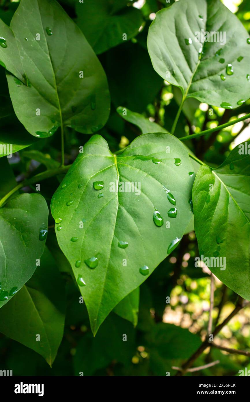 The beauty of lilac leaves Stock Photo - Alamy