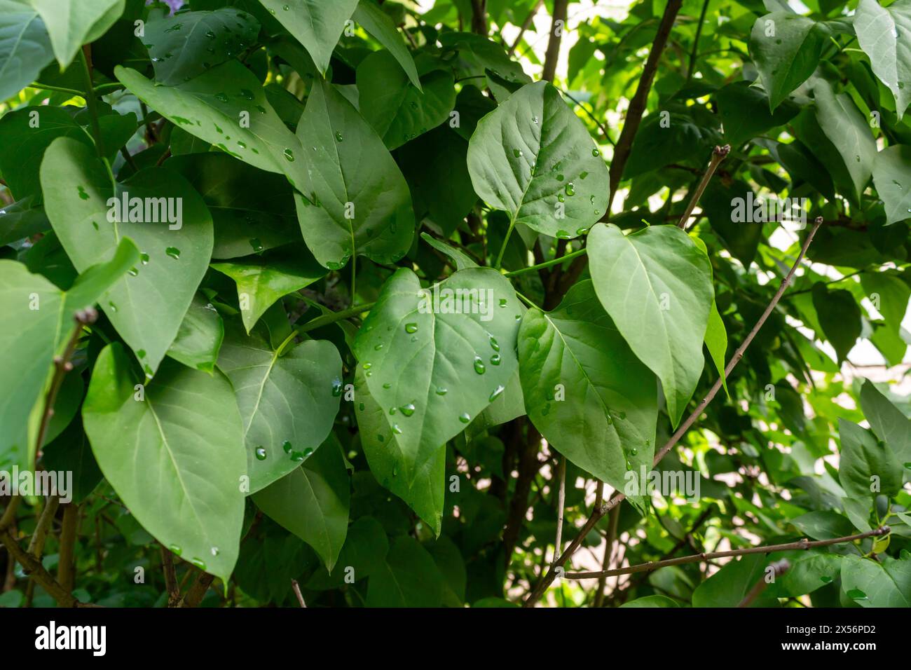 The beauty of lilac leaves Stock Photo - Alamy