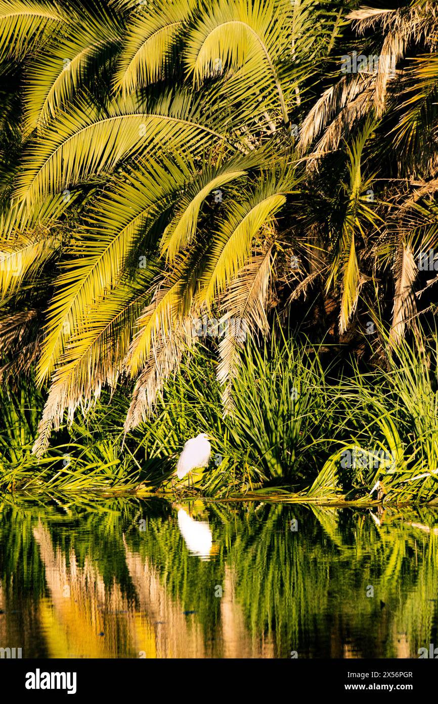 White stork reflected in water with green palm trees on an island Stock ...