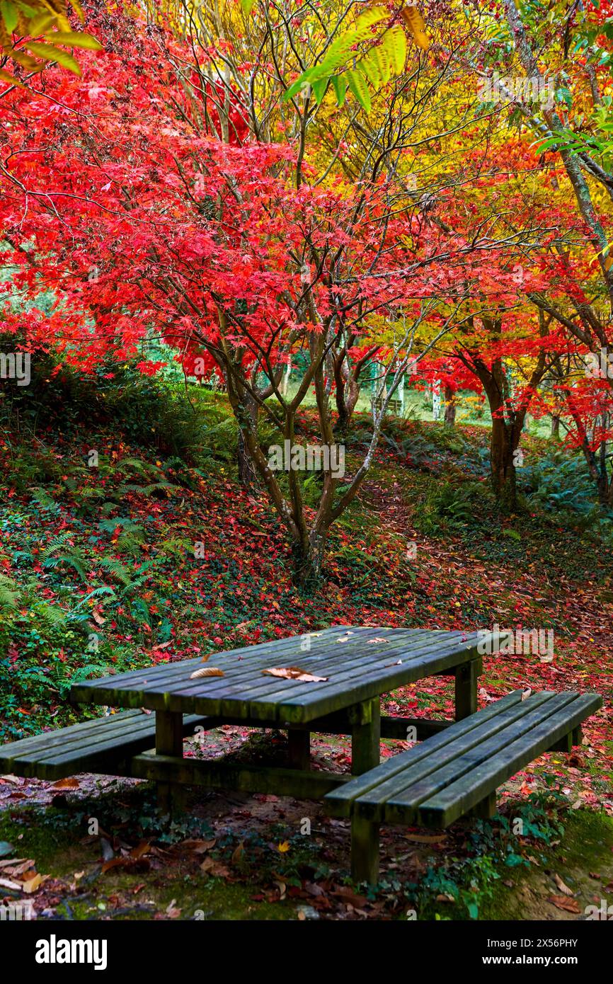 Trees in Autumn, Pagoetako Parke Naturala, Pagoeta Natural Park, Aya ...