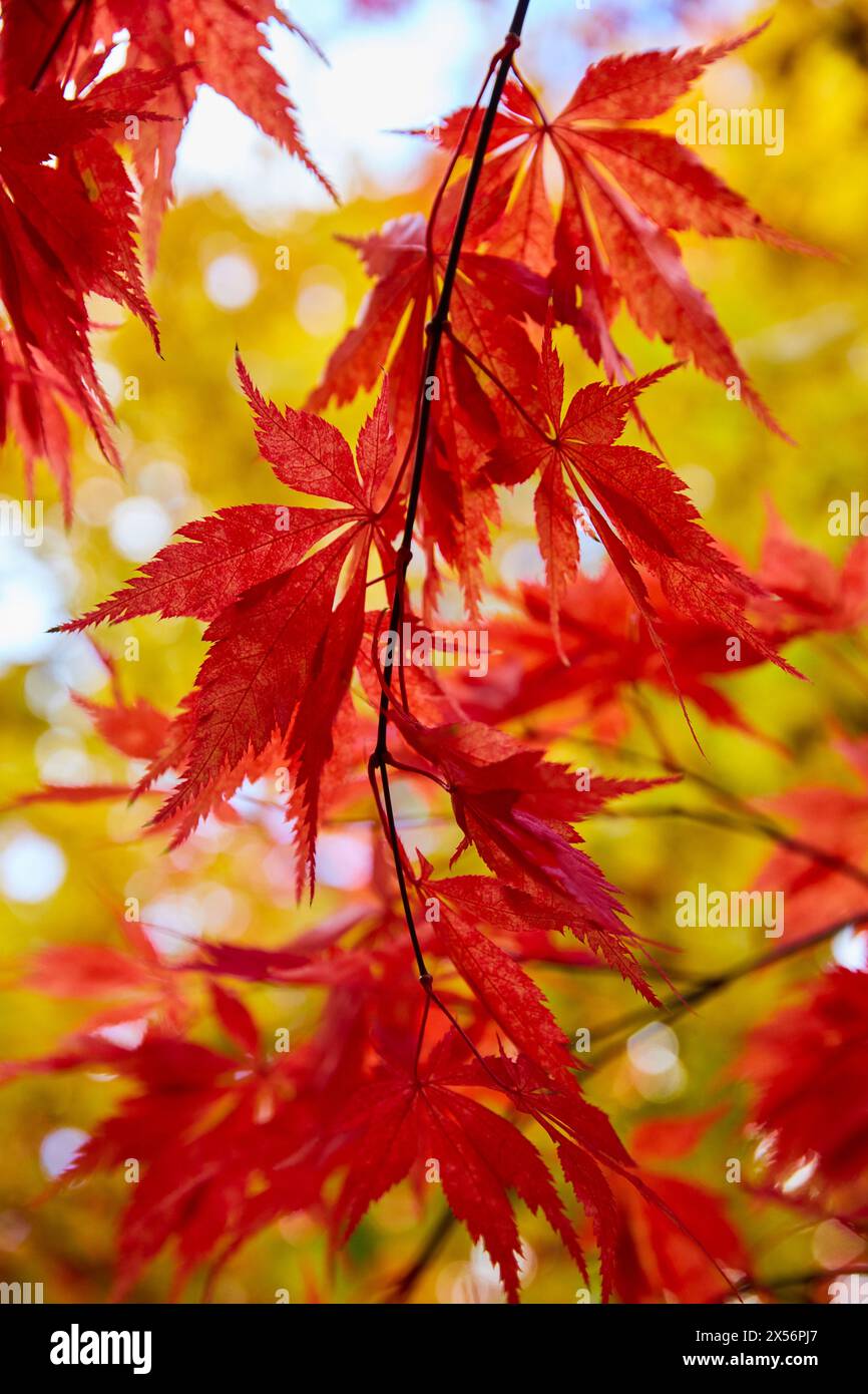 Trees in Autumn, Pagoetako Parke Naturala, Pagoeta Natural Park, Aya ...