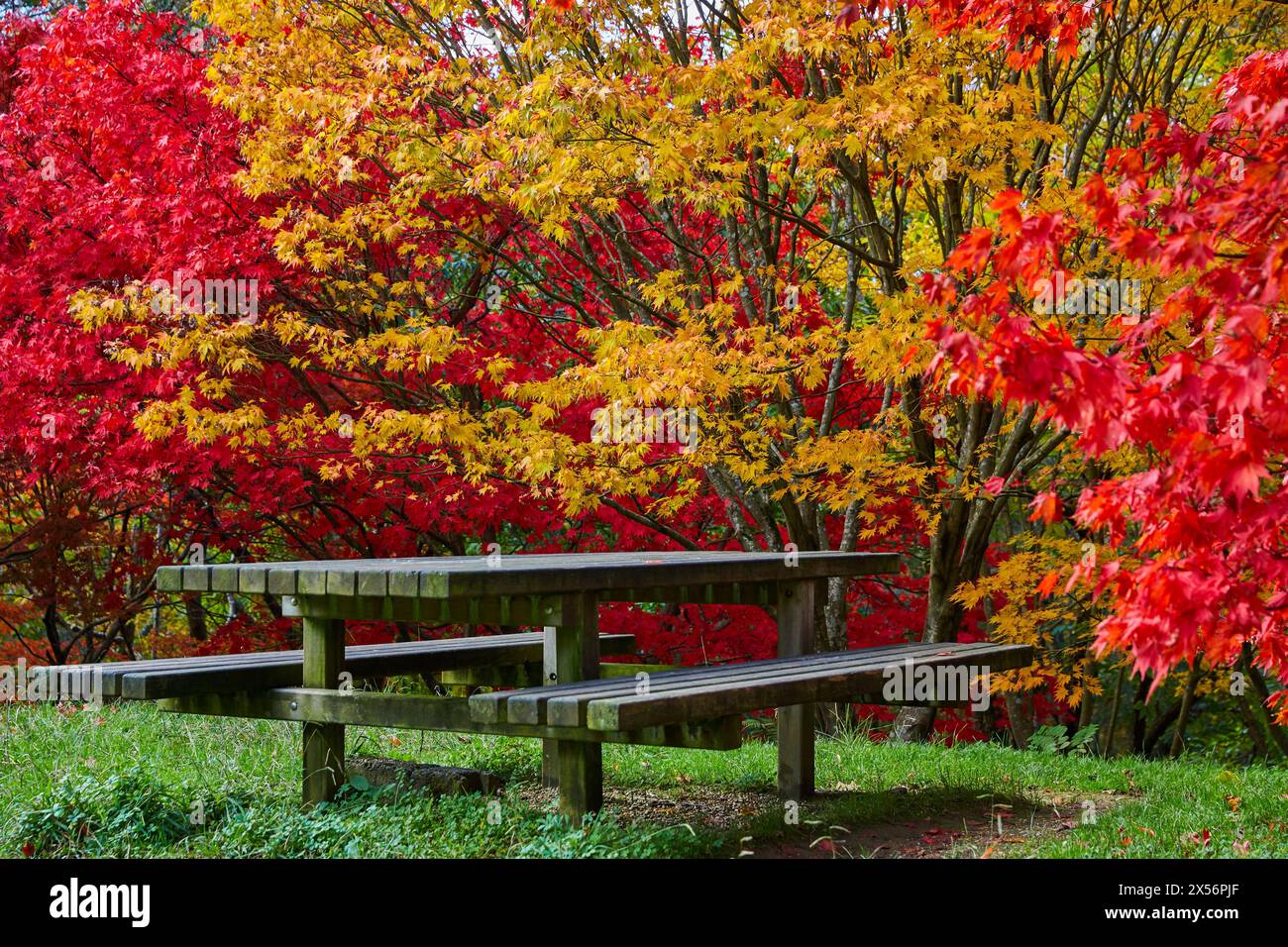 Trees in Autumn, Pagoetako Parke Naturala, Pagoeta Natural Park, Aya ...